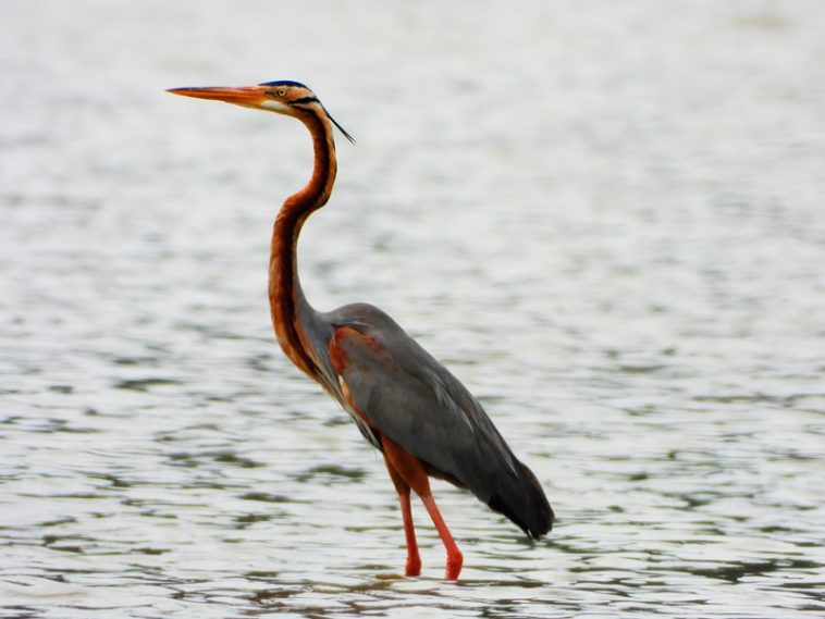 Rawa Pacing Tulang Bawang Surganya Tumbuhan Dan Hewan Langka | Hibur.id