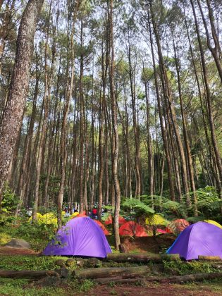 Berkemah Dengan Elang Jawa Di Tengah Hutan Pinus - Loji Suaka Elang ...