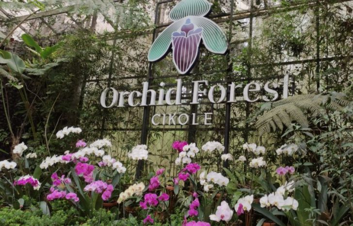 Berkemah Di Taman Bunga Anggrek Terbesar Di Indonesia - Orchid Forest ...