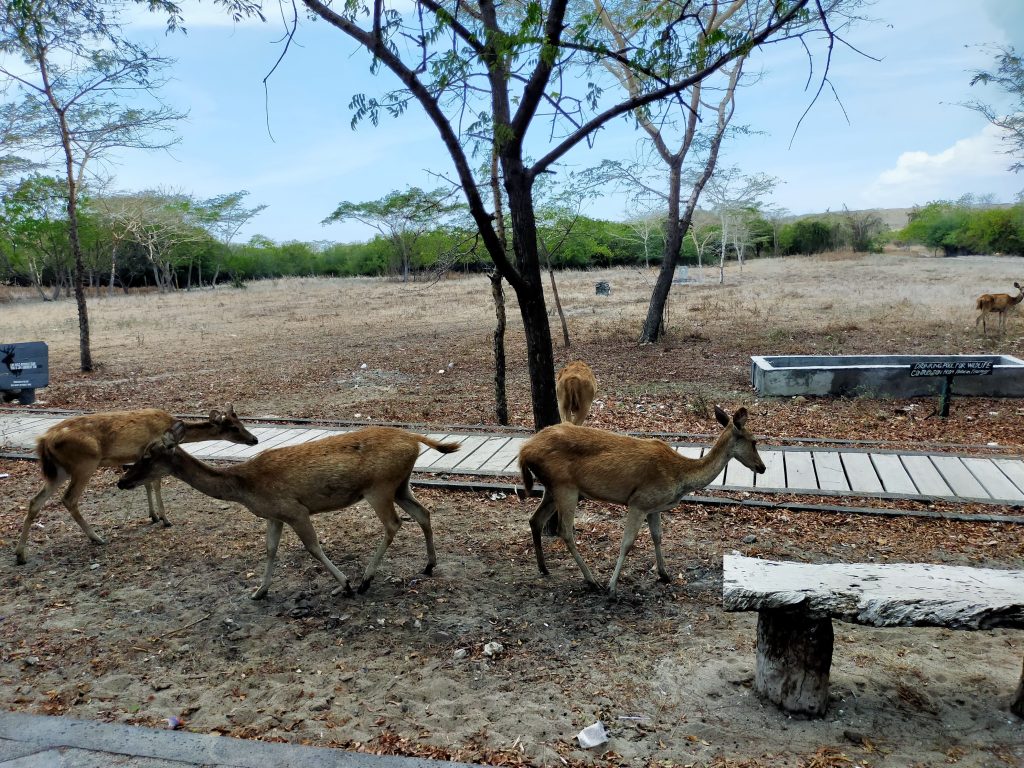 Menyebrang ke Taman Laut Pulau Menjangan, Habitat Bagi Para Rusa | Hibur.id