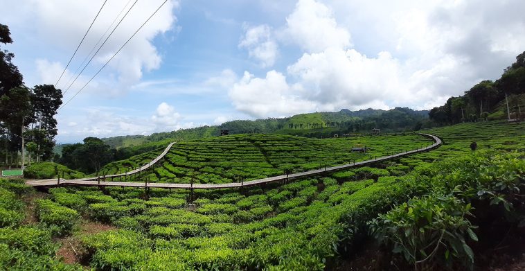 Berkemah Di Perkebunan Teh Peninggalan Zaman Belanda - Kebun Teh Gunung ...