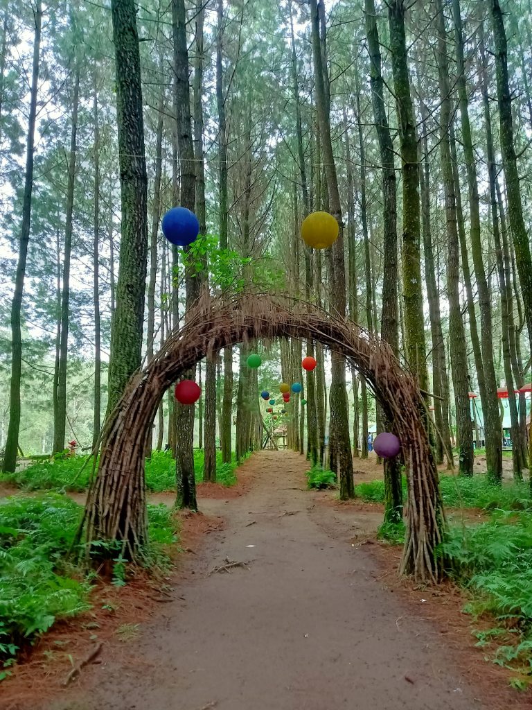 Serunya Berlibur Di Wisata Pinus Songgon | Hibur.id