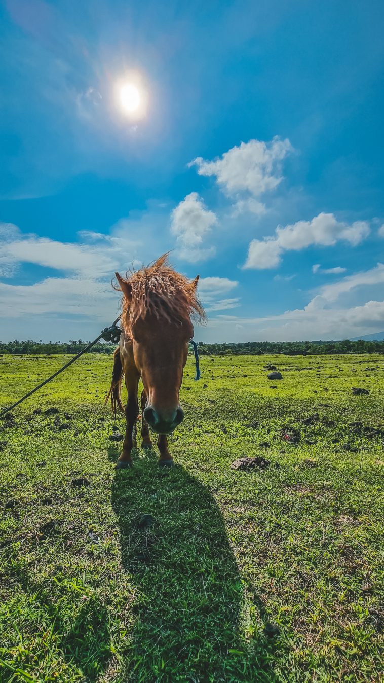 Menghabiskan Waktu Liburan Di Savana Tianyar | Hibur.id
