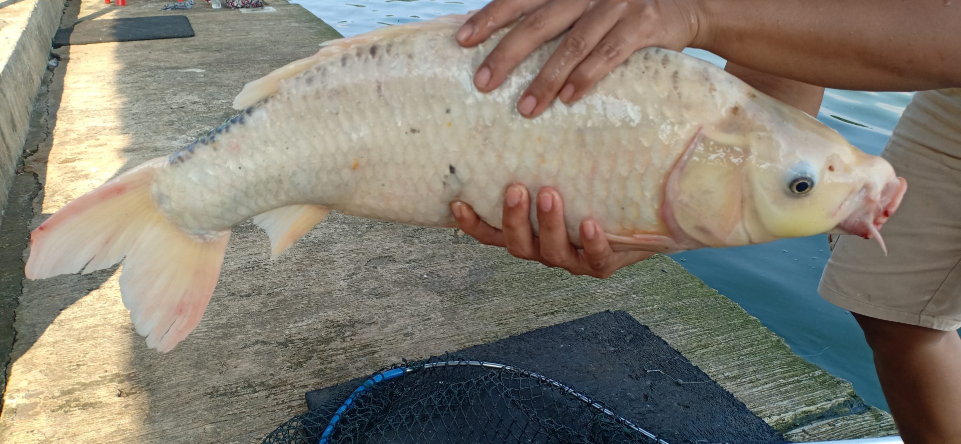 Telaga Mina Surganya Pemancing, Ajak Keluarga Memancing Ikan Di Sini | Hibur.id