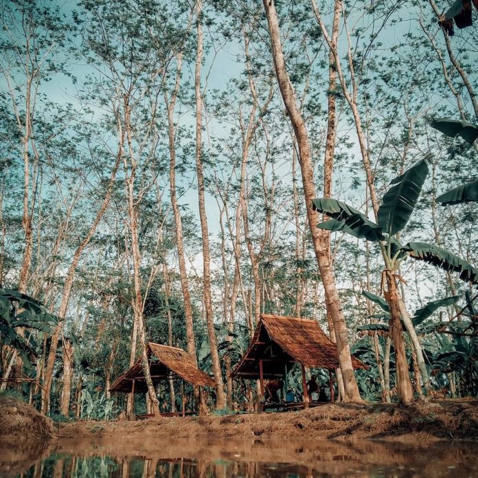 Serunya Menghabiskan Malam Dengan Berkemah Di Hutan Albazia Yang Masih ...