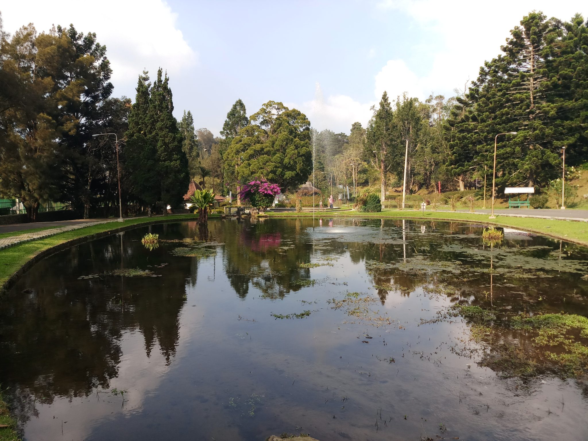 Berkemah Sambil Menikmati Indahnya Bunga Sakura Di Taman Sakura Kebun ...