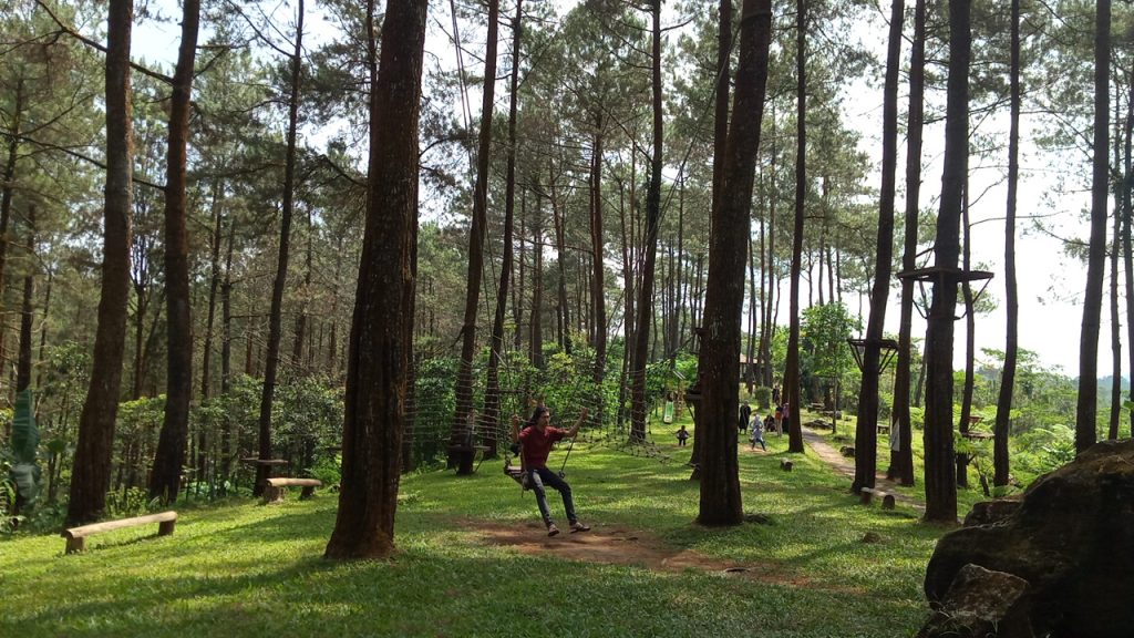 Hutan Pinus Kalilo - Lokasi Wisata Buat Berkemah Dan Menyegarkan Tubuh ...