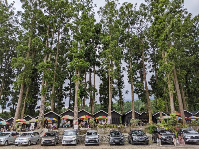 Hutan Pinus Limpakuwus - Hutan Pinus Indah Dengan Wahana Outbound Yang ...