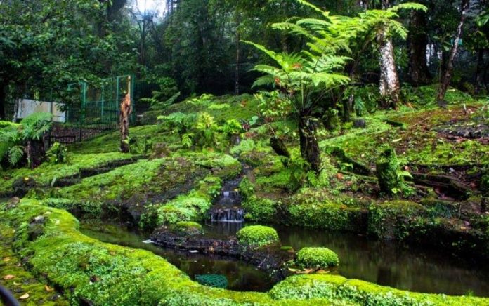 Pesona dan Daya Tarik Dari Kebun Raya Cibodas yang Mempesona | Hibur.id