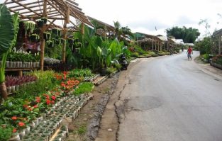 Melihat Flora Cantik di Kebun Wisata Bunga Cihideung - Destinasi Travel ...