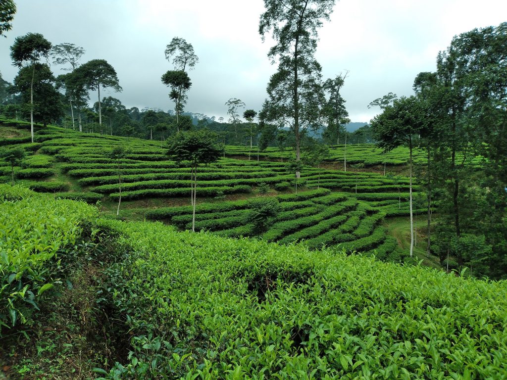 Kebun Teh Pagilaran - Perkebunan Teh Indah Dengan Nilai Sejarah ...