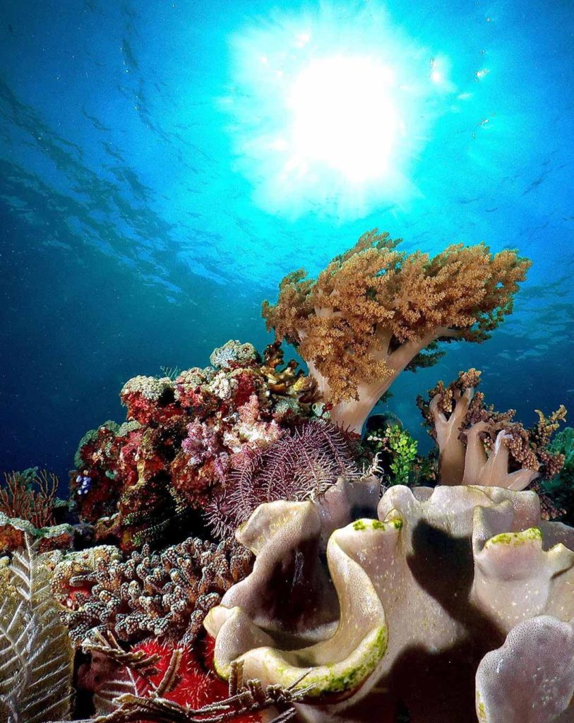 5 Destinasi Terbaik untuk Diving di Indonesia | Hibur.id