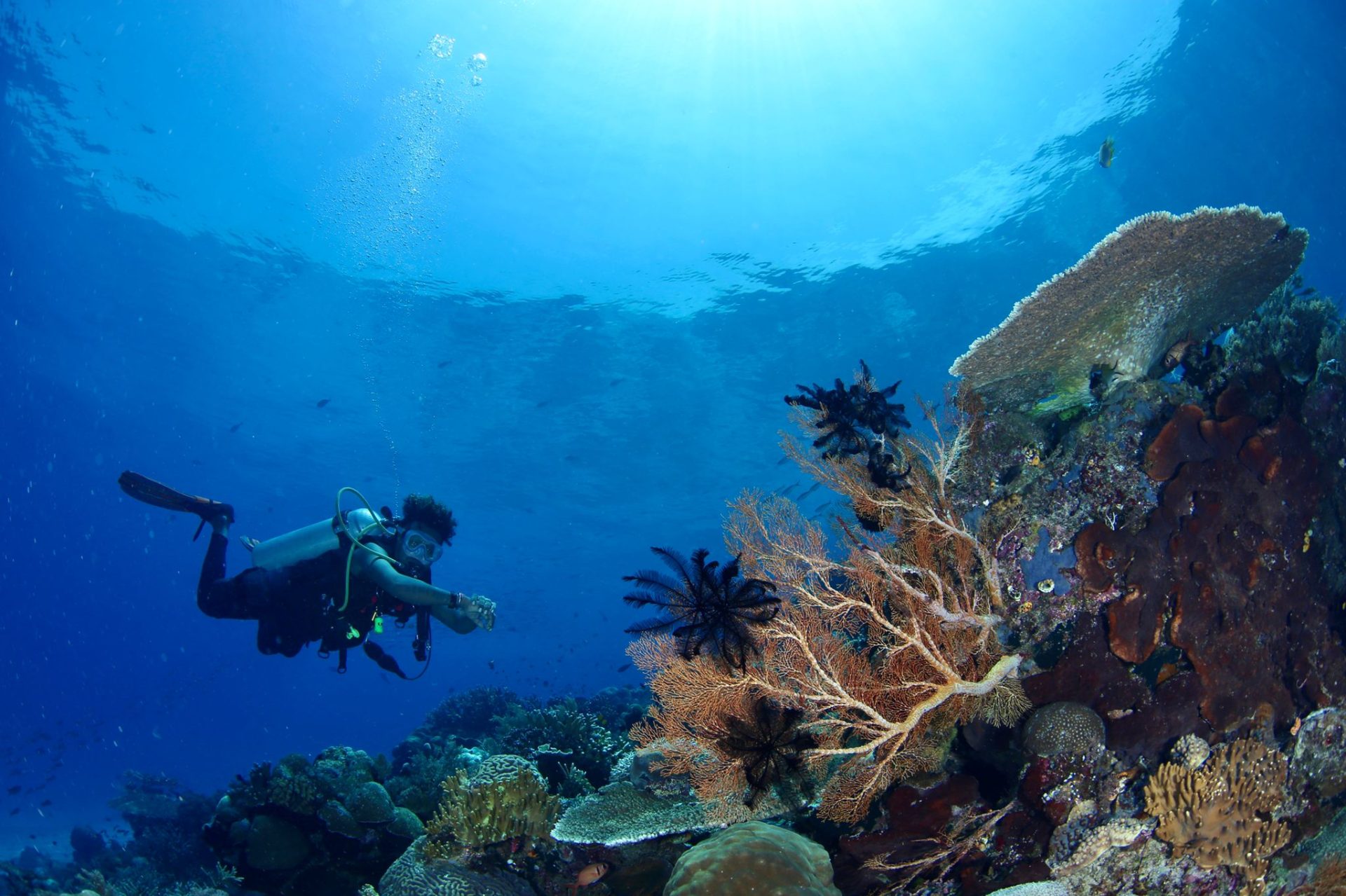 5 Destinasi Terbaik untuk Diving di Indonesia | Hibur.id