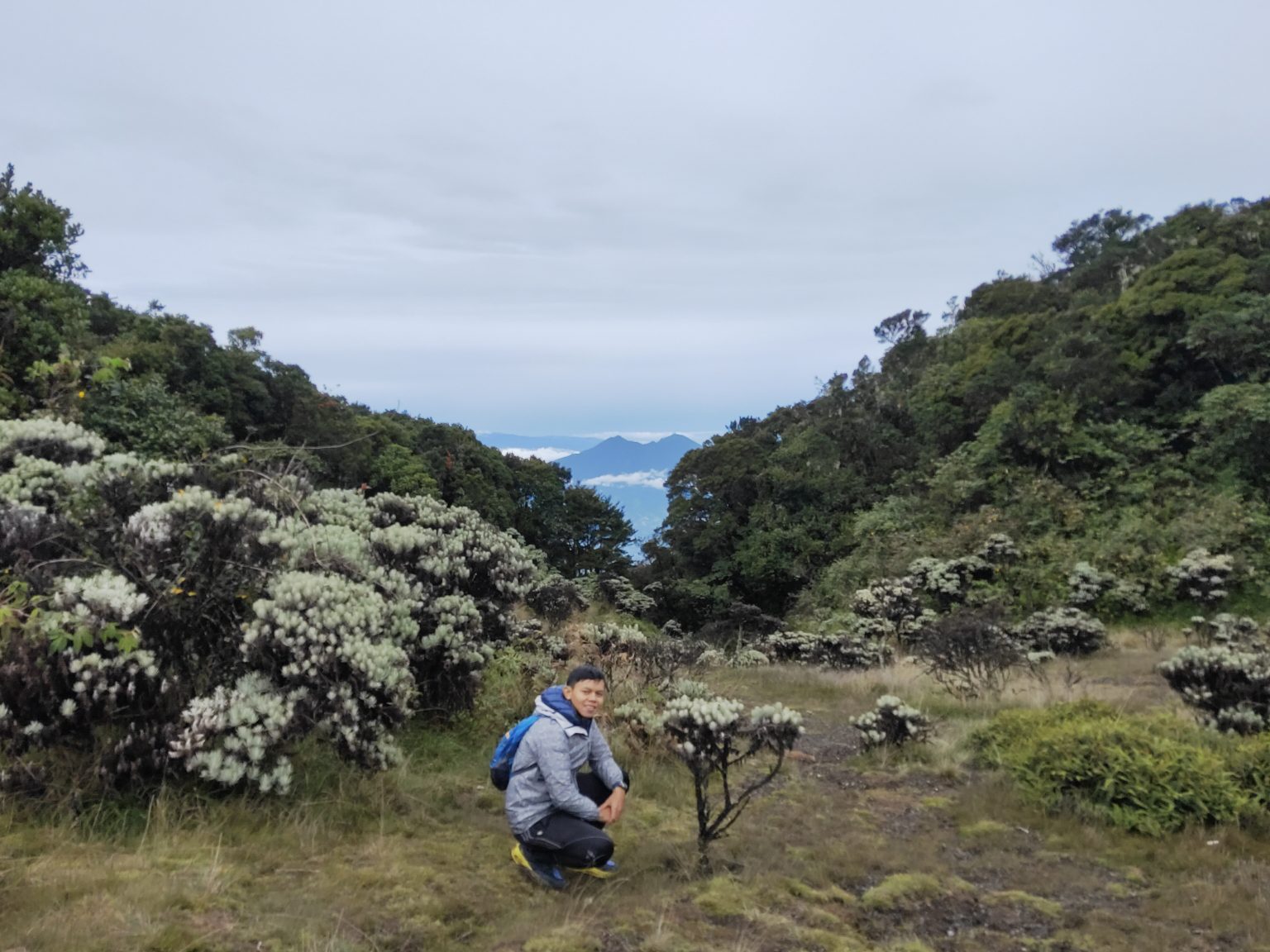 Menyusuri Keindahan Bunga Edelweiss di Jawa: 5 Destinasi Wisata yang ...