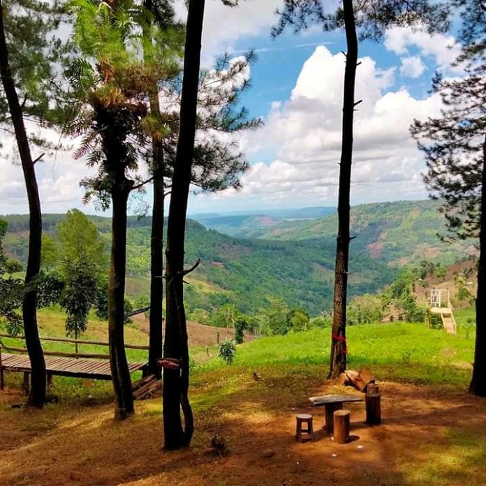 Berkemah Di Hutan Pinus Bissoloro, Hutan Pinus Dengan Pemandangan ...