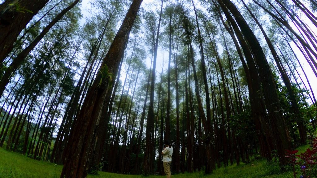 Mengungkap Keindahan Madiun: Menjelajahi Permata Wisata Jawa Timur ...