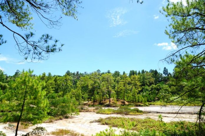 Hutan Pinus Lahendong, Keindahan Alam yang Menenangkan di Sulawesi ...