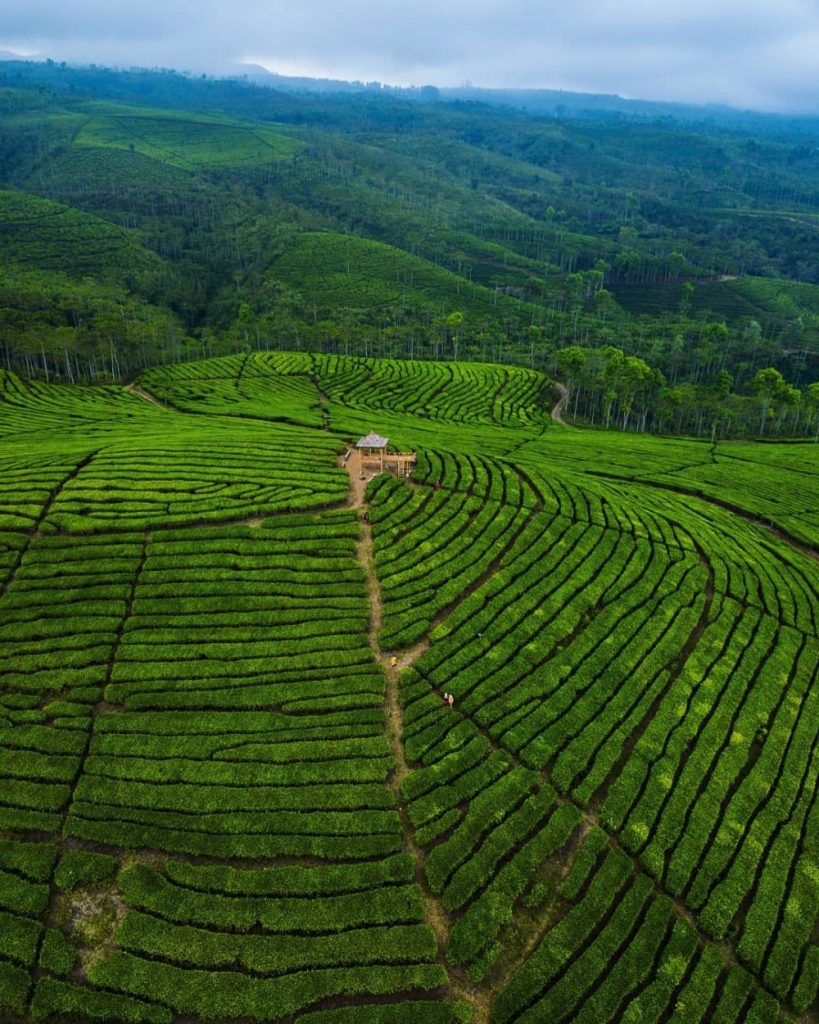 Menyelusuri Keindahan Kebun Teh Terbaik di Indonesia: Tempat yang ...
