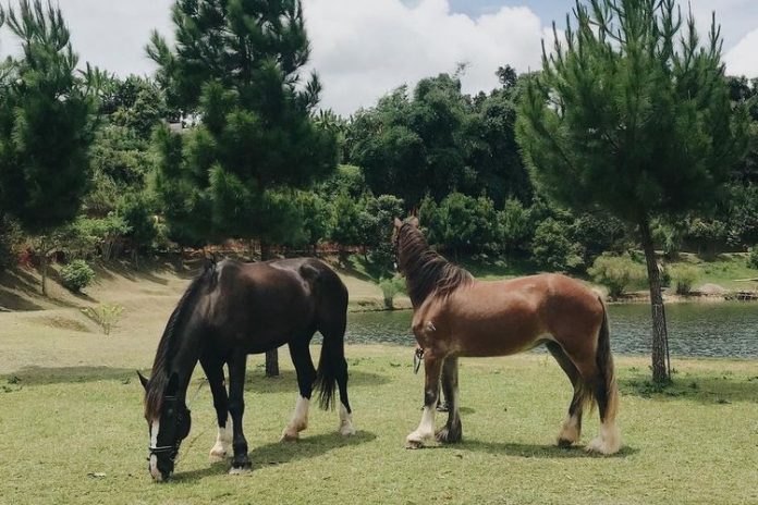 Pesona Alam Indah & Aktivitas Menarik di Taman Lembah Dewata Lembang ...