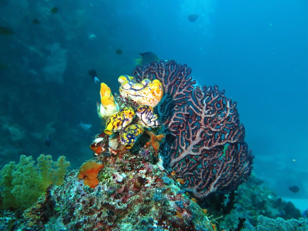 Cape Kri di Raja Ampat Surga Bawah Laut untuk Pecinta Olahraga Air