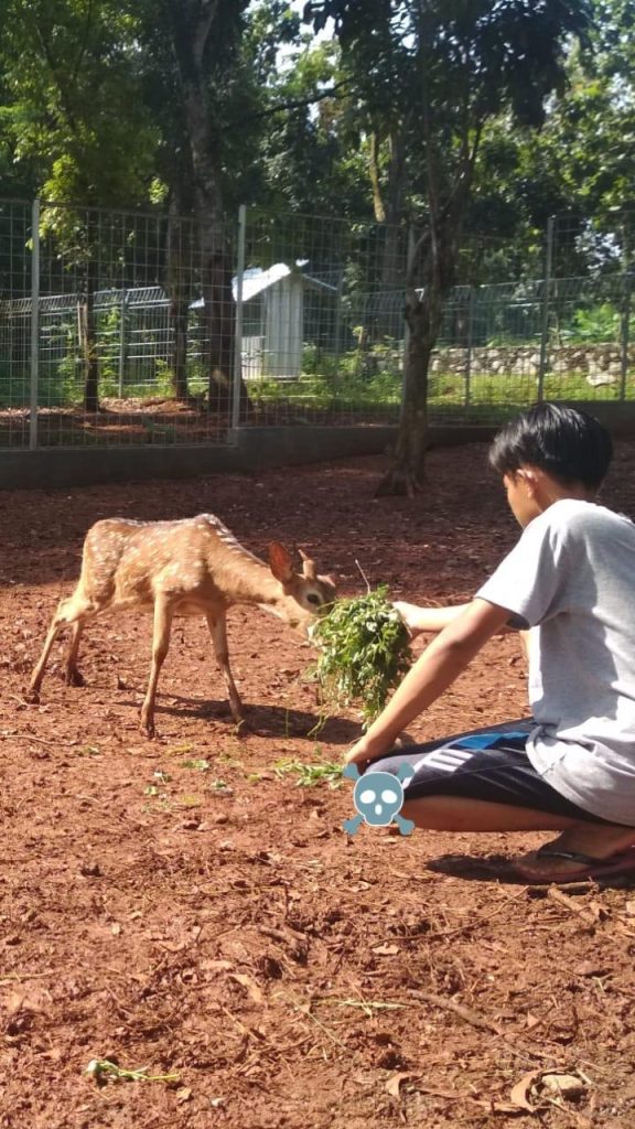 Taman Rusa: Eksplorasi Keindahan Alam dan Keunikan Satwa di Indonesia ...