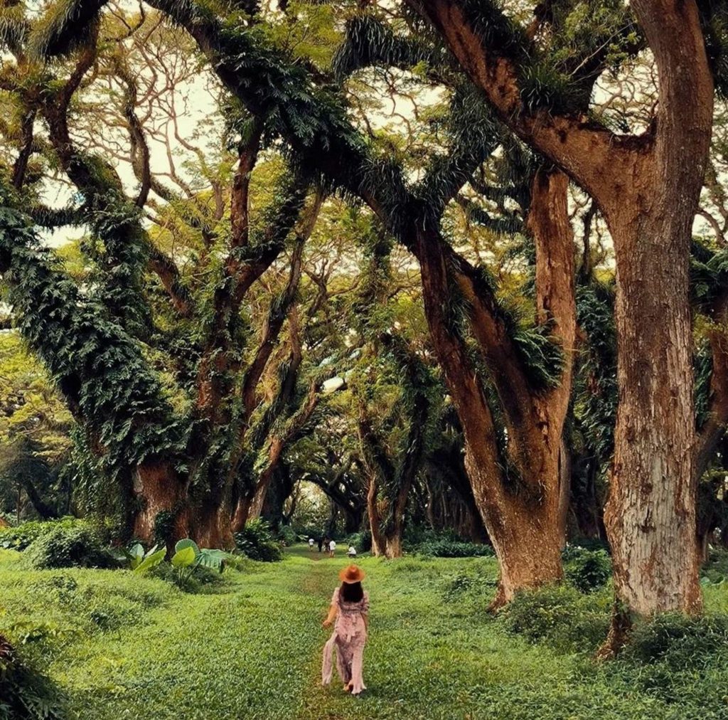 Keajaiban Alam Hutan De Djawatan: Pesona Keindahan dan Keunikan Flora ...